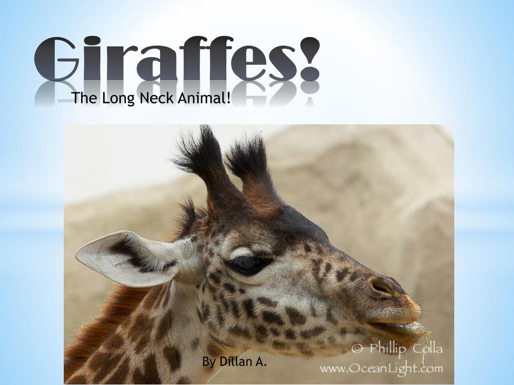PPT - Giraffes! PowerPoint Presentation, free download - ID:2371087