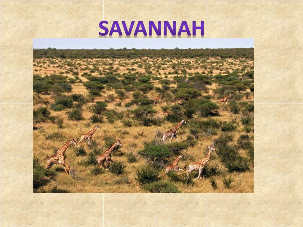 PPT - savannah PowerPoint Presentation, free download - ID:2371096