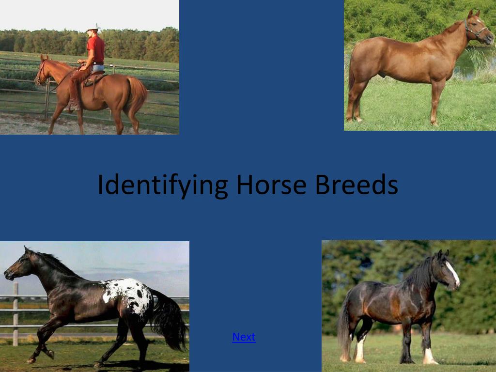 PPT - Identifying Horse Breeds PowerPoint Presentation, free download ...