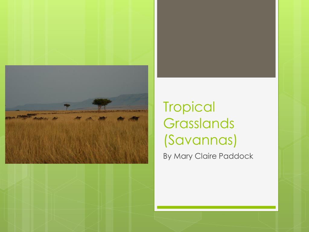 PPT - Tropical Grasslands (Savannas) PowerPoint Presentation, free ...