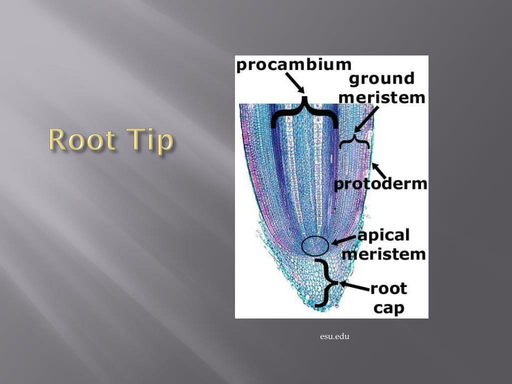 PPT - Root Tip PowerPoint Presentation, free download - ID:2372145