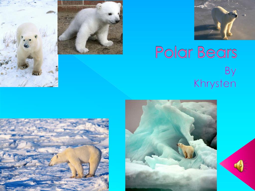 PPT - Polar Bears PowerPoint Presentation, free download - ID:2372385