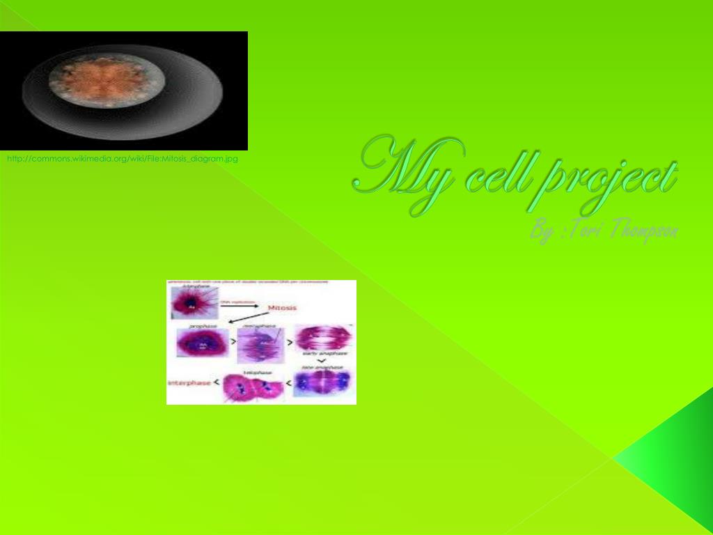 PPT - My cell project PowerPoint Presentation, free download - ID:2373127