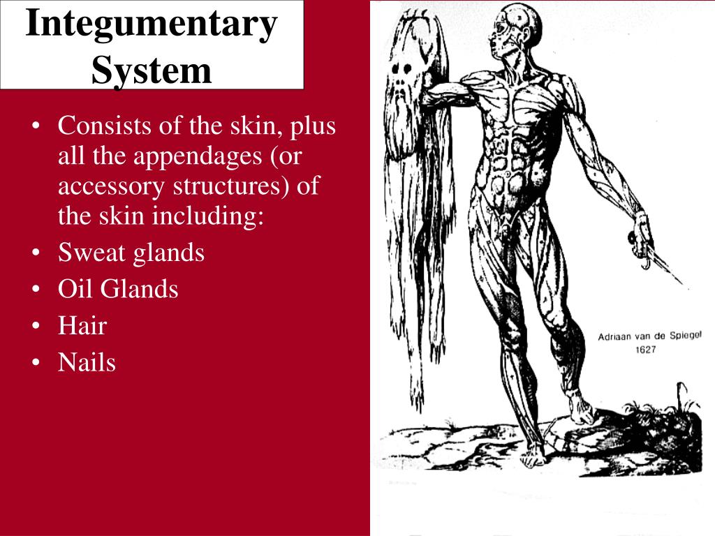PPT - Integumentary System PowerPoint Presentation, free download - ID ...
