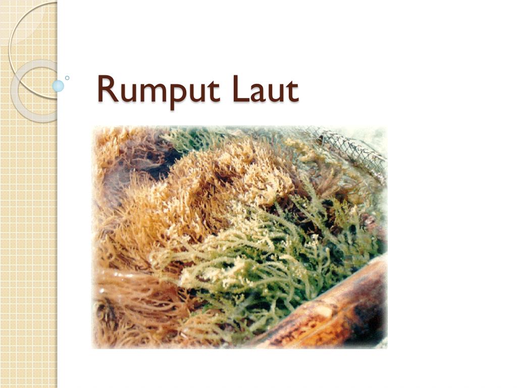 PPT - Rumput Laut PowerPoint Presentation, free download - ID:2377139