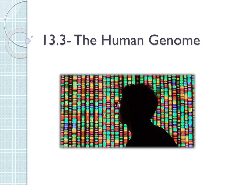 PPT - 13.3- The Human Genome PowerPoint Presentation, free download ...