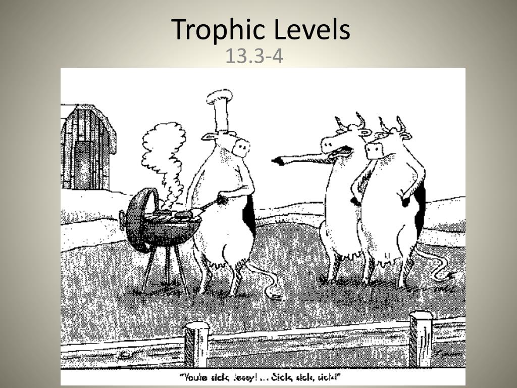 PPT - Trophic Levels PowerPoint Presentation, free download - ID:2378269