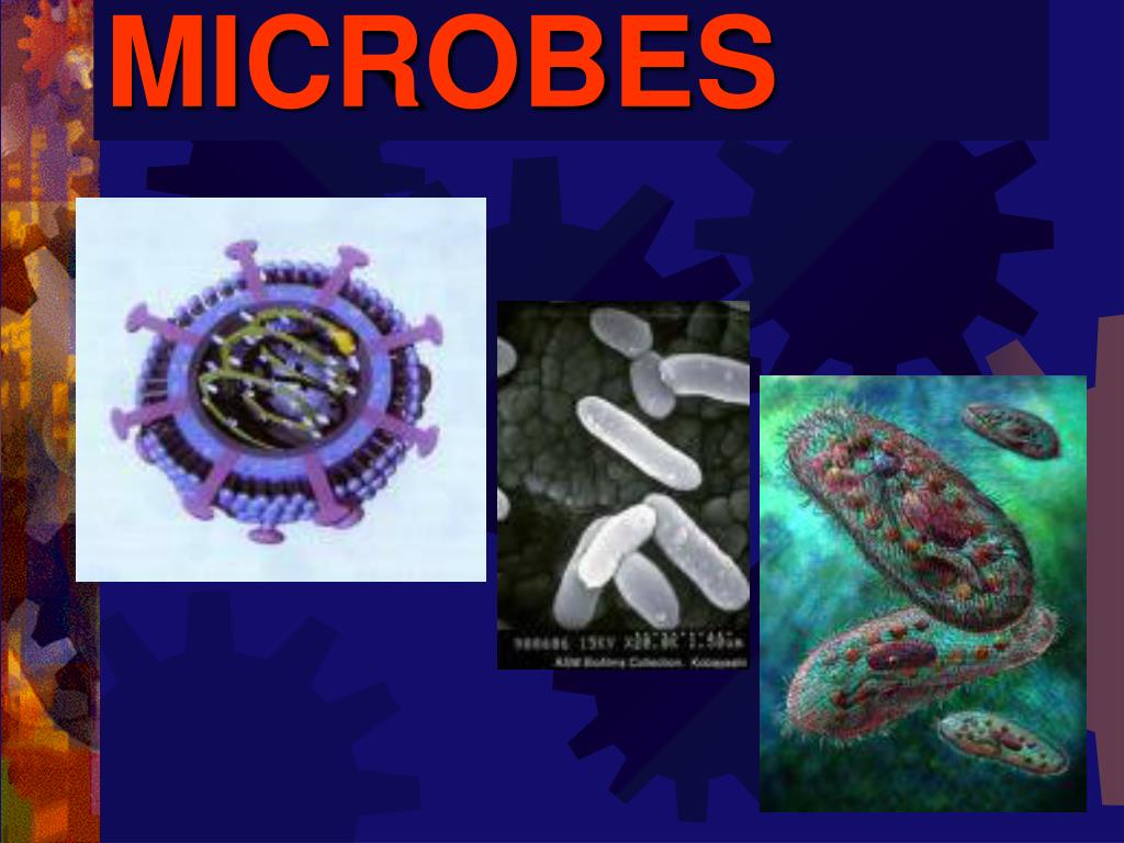 PPT - MICROBES PowerPoint Presentation, free download - ID:2378379