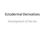 PPT - Derivatives of the ectodermal germ layer PowerPoint Presentation ...