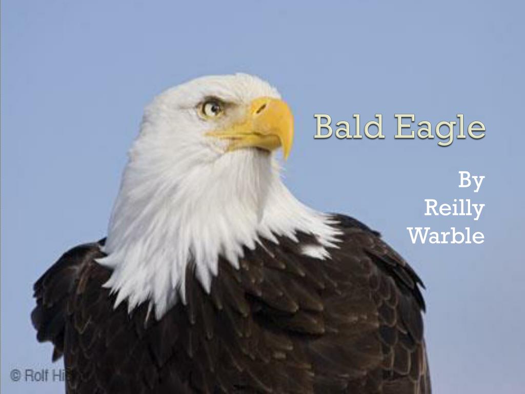 PPT - Bald Eagle PowerPoint Presentation, free download - ID:2378915