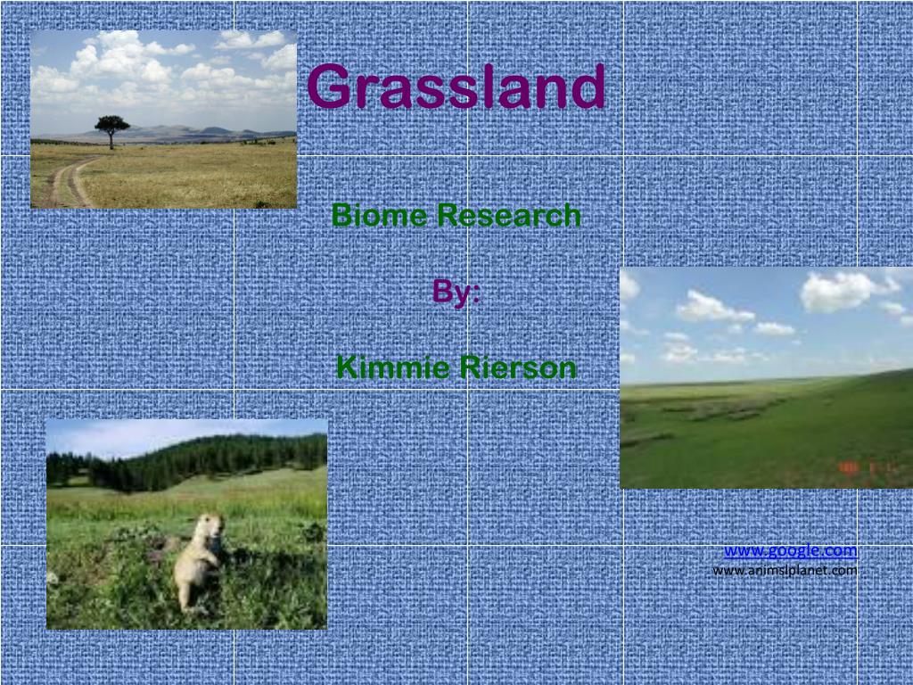PPT - Grassland PowerPoint Presentation, free download - ID:2379484