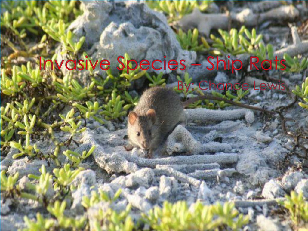 PPT - The Impact of Ship Rats as Invasive Species on Ecosystems ...