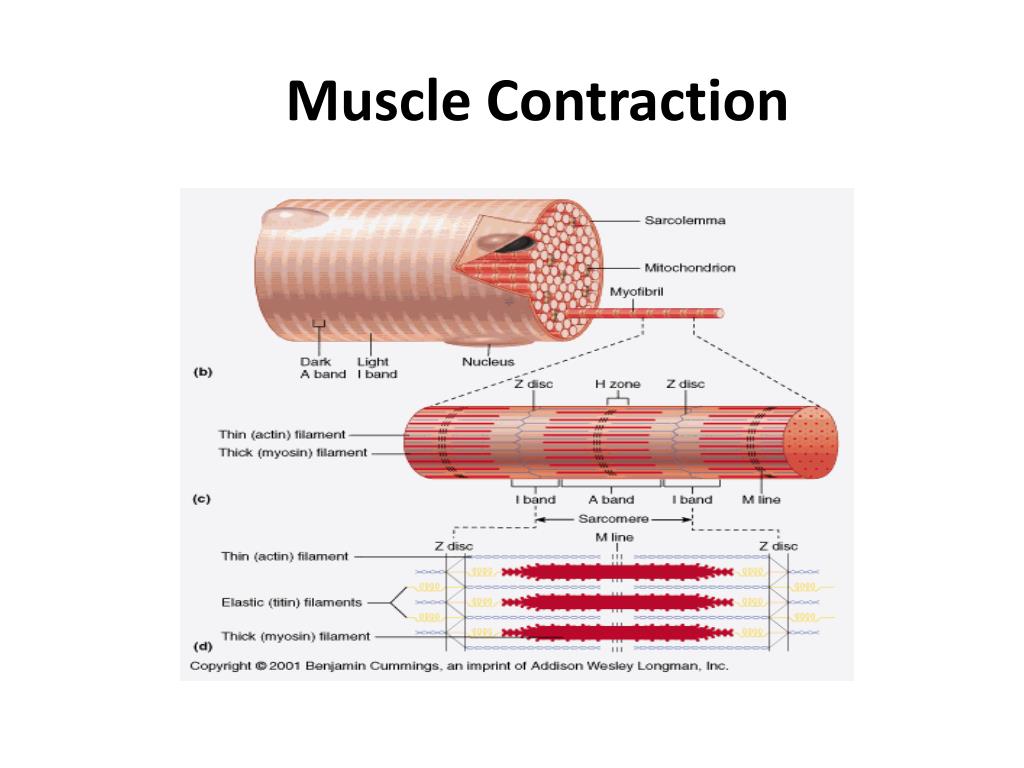 PPT - Muscle Contraction PowerPoint Presentation, free download - ID ...