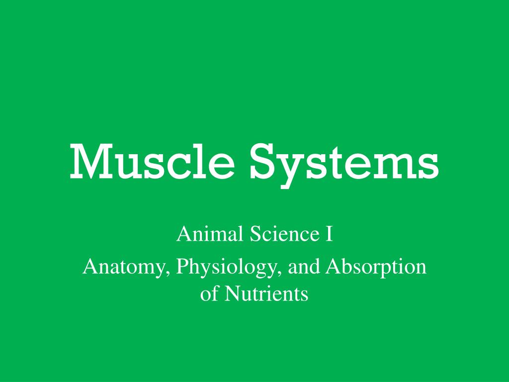 PPT - Understanding Animal Muscle Systems: Anatomy and Function ...