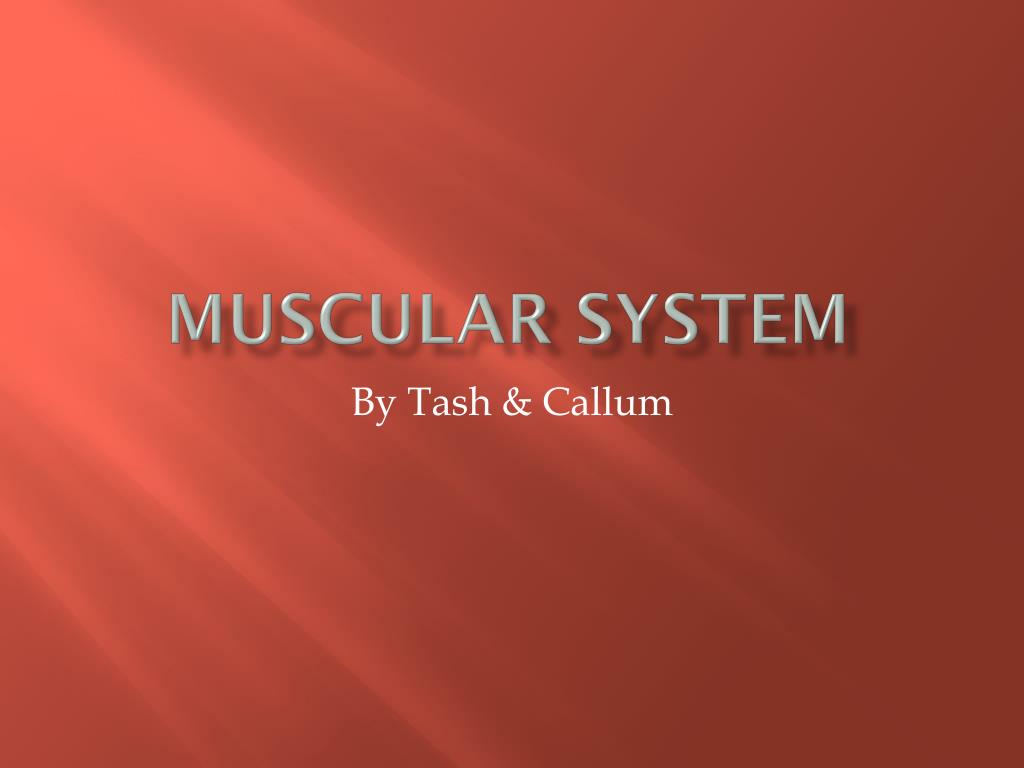 PPT - Muscular System PowerPoint Presentation, free download - ID:2385517