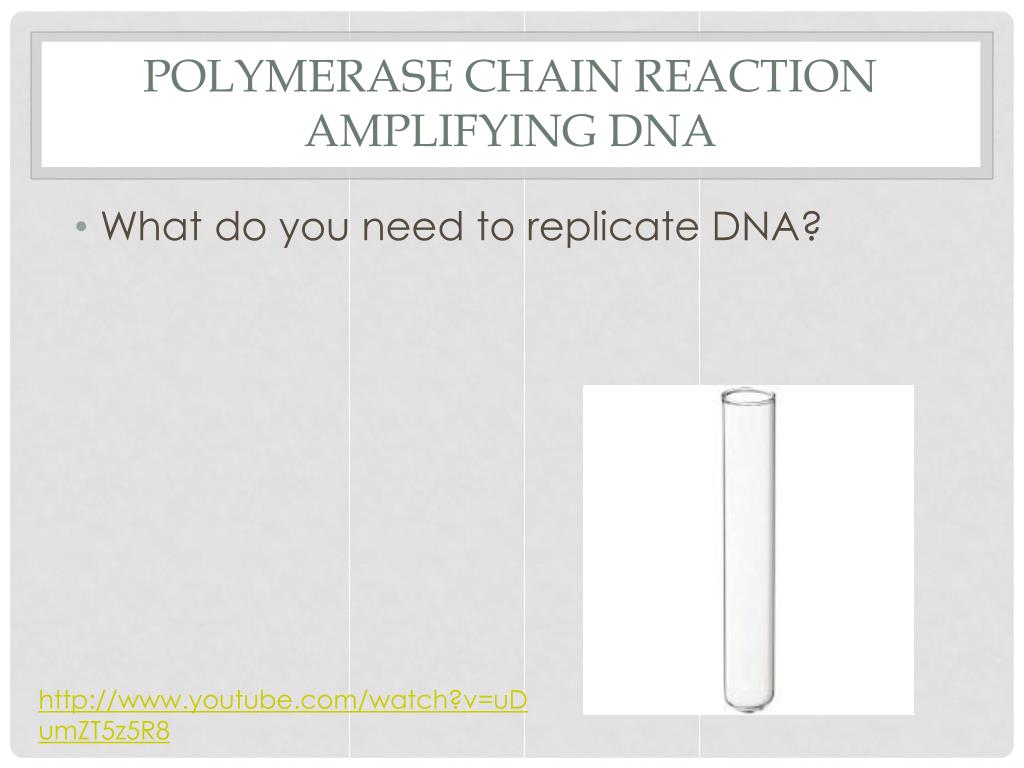 PPT - Polymerase chain reaction AMPLIFYING DNA PowerPoint Presentation ...
