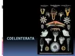 PPT - POLYMORPHISM IN COELENTERATA PowerPoint Presentation, free ...