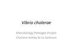 PPT - Vibrio cholerae PowerPoint Presentation, free download - ID:9604639