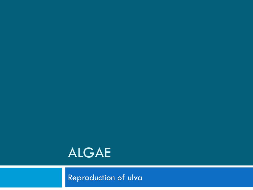 PPT - Algae PowerPoint Presentation, free download - ID:2392121