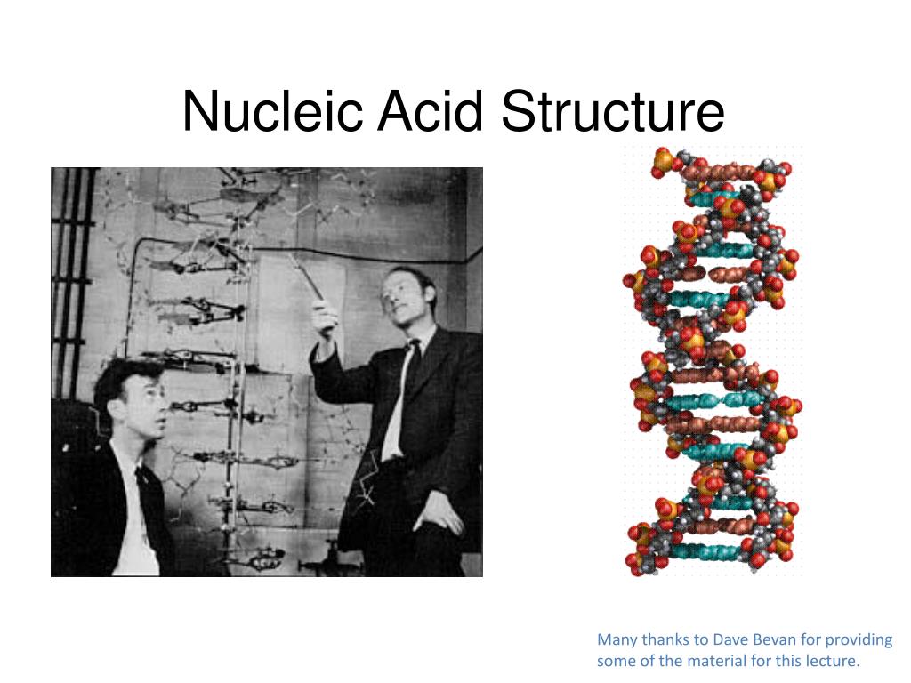 PPT - Nucleic Acid Structure PowerPoint Presentation, free download ...
