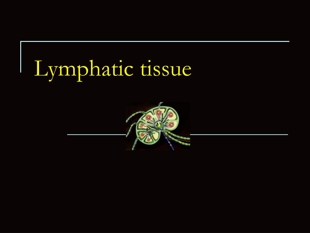 PPT - Lymphatic tissue PowerPoint Presentation, free download - ID:2393505