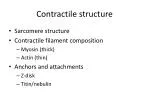 PPT - Contractile Proteins PowerPoint Presentation, free download - ID ...