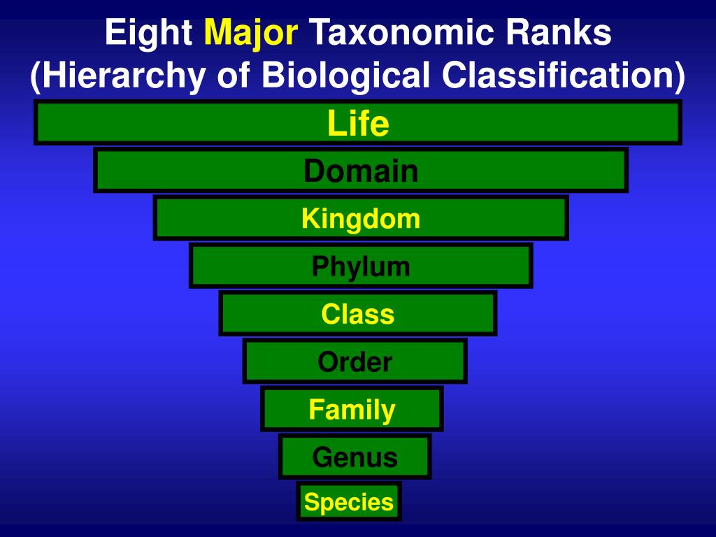 PPT - Eight Major Taxonomic Ranks (Hierarchy of Biological ...