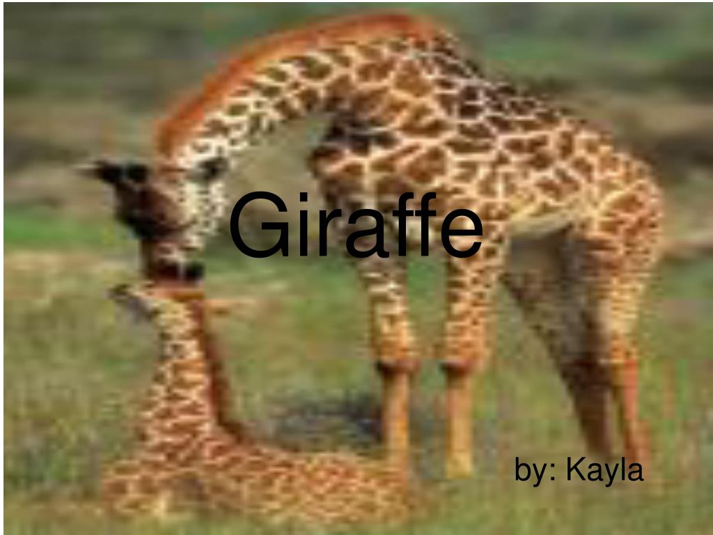 PPT - Giraffe PowerPoint Presentation, free download - ID:2404112