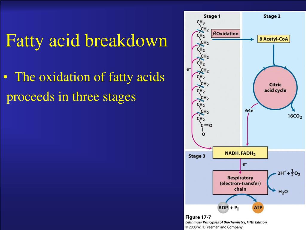 PPT - Fatty acid breakdown PowerPoint Presentation, free download - ID ...