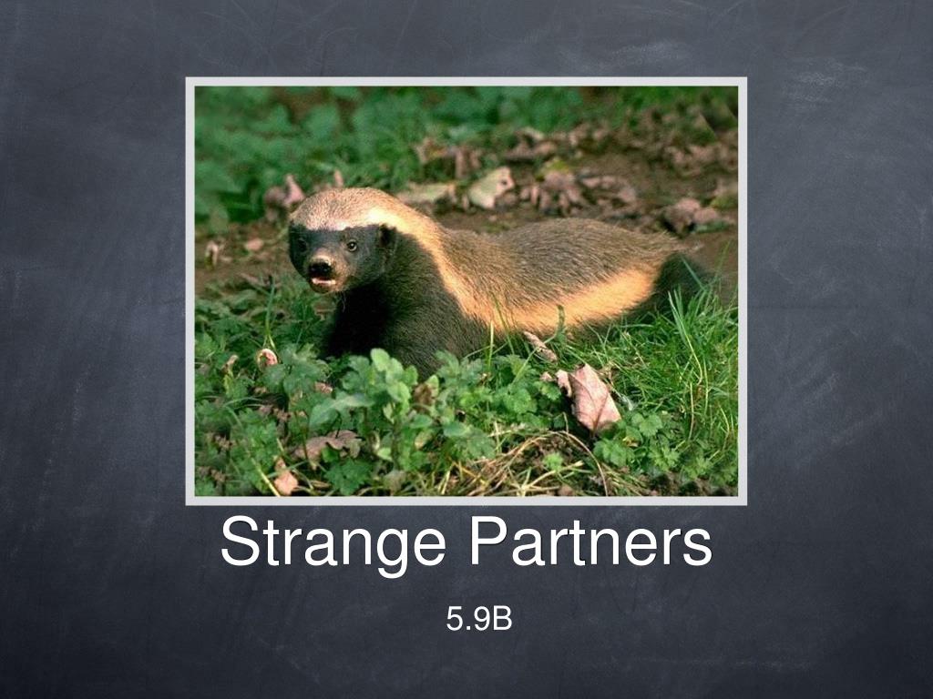 PPT - Strange Partners PowerPoint Presentation, free download - ID:2409812