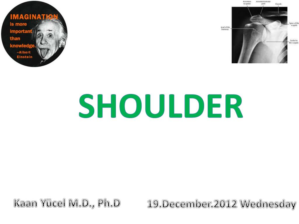 PPT - SHOULDER PowerPoint Presentation, free download - ID:2410026