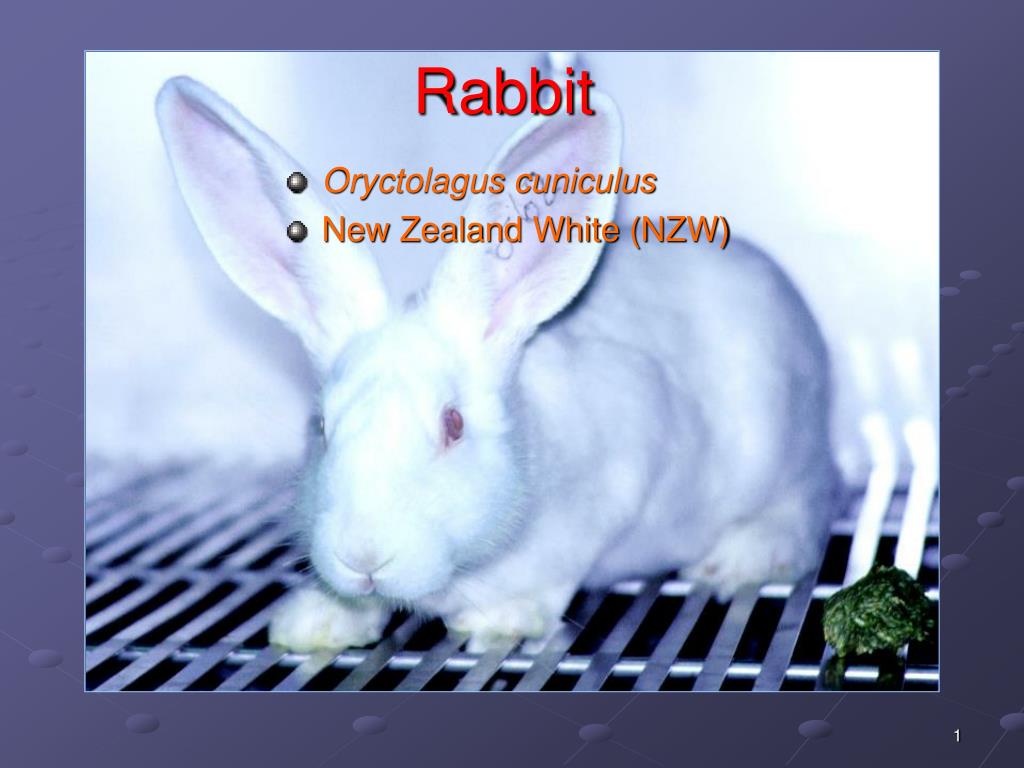 PPT - Rabbit PowerPoint Presentation, free download - ID:2411582