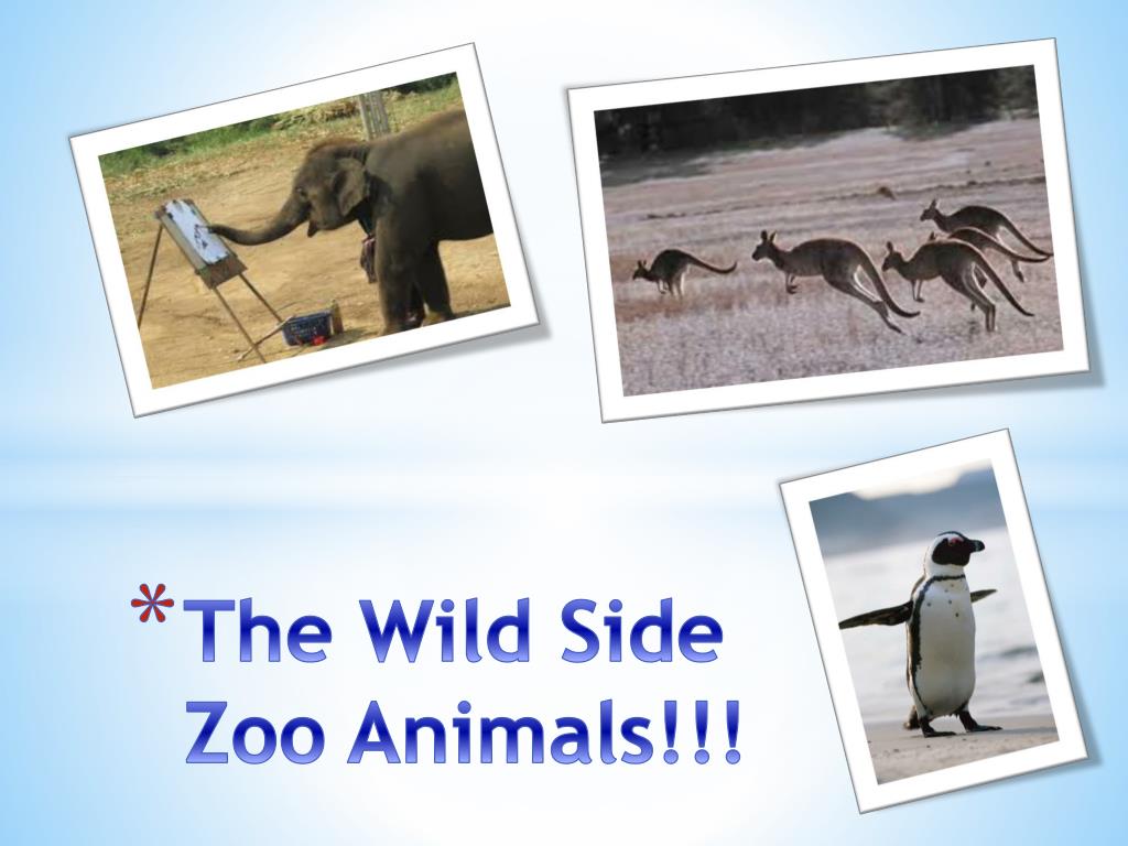 PPT - The Wild Side Zoo Animals!!! PowerPoint Presentation, free ...