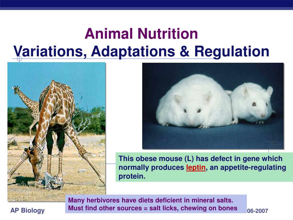 PPT - Animal Nutrition Variations, Adaptations & Regulation PowerPoint ...