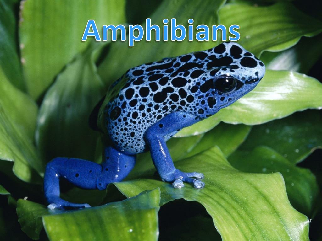 PPT - Amphibians PowerPoint Presentation, free download - ID:2414170