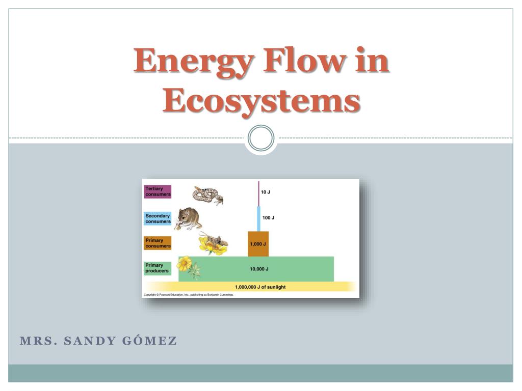 PPT - Energy Flow in Ecosystems PowerPoint Presentation, free download ...