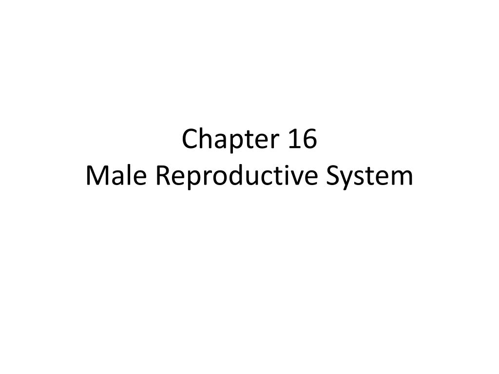 PPT - Chapter 16 Male Reproductive System PowerPoint Presentation, free ...