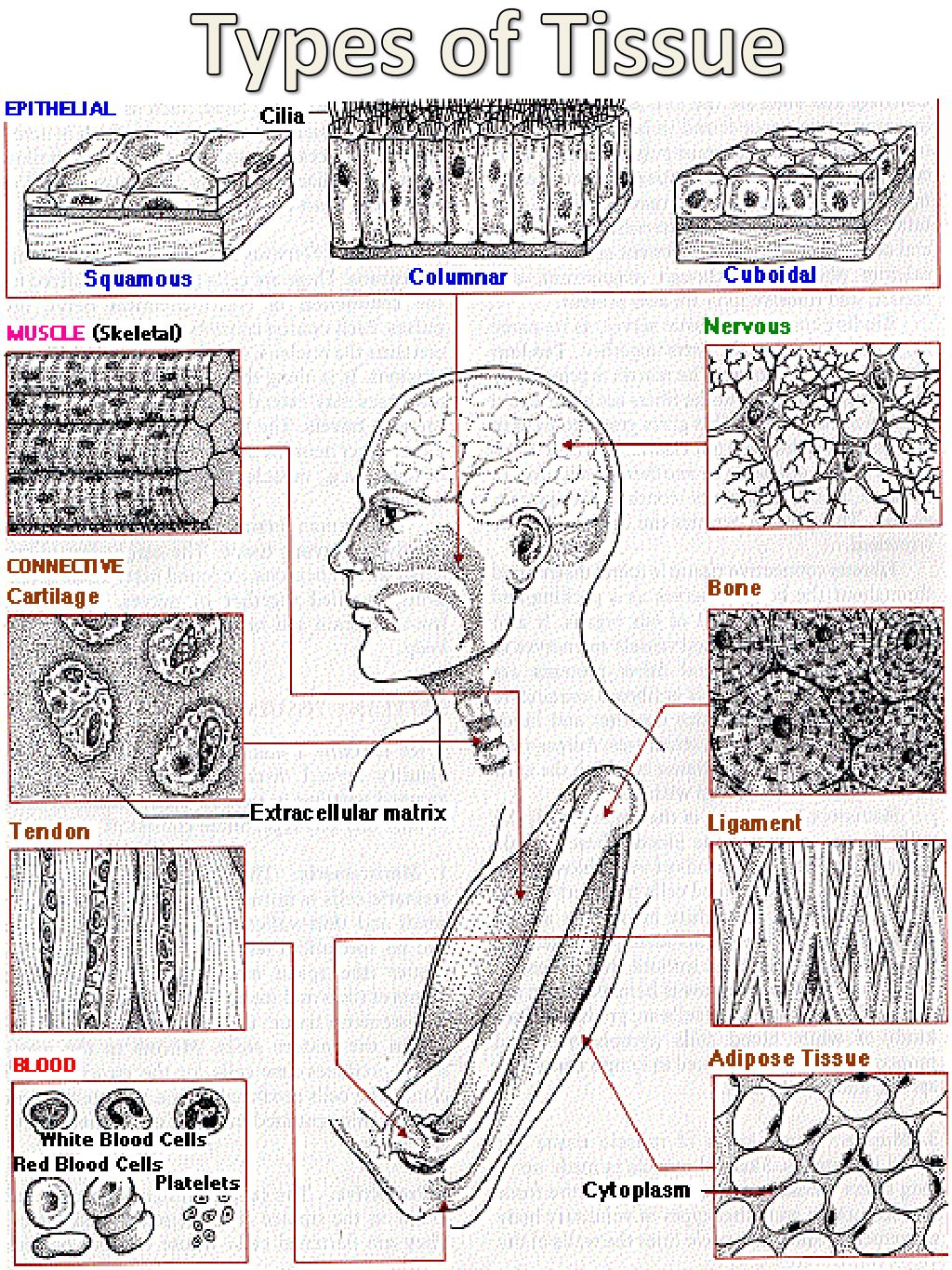 PPT - Types of Tissue PowerPoint Presentation, free download - ID:2427138