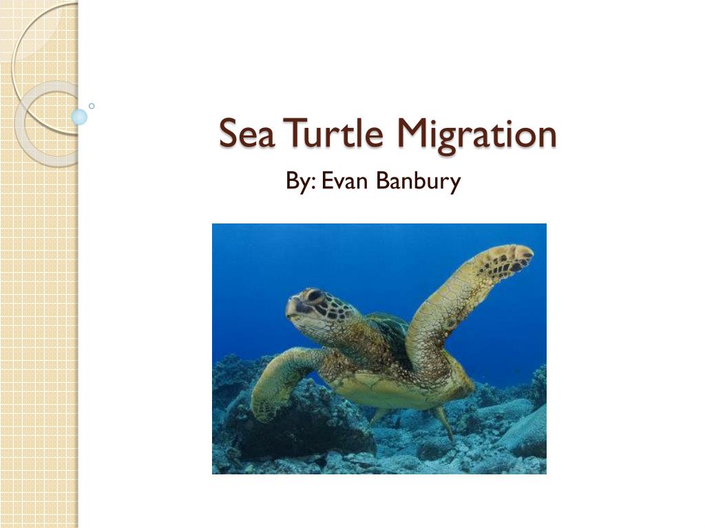 PPT - Sea Turtle Migration PowerPoint Presentation, free download - ID ...