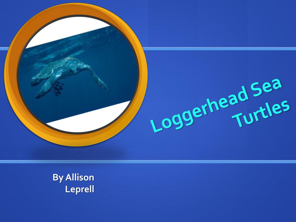 PPT - Loggerhead Sea Turtles PowerPoint Presentation, free download ...