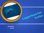 PPT - Loggerhead Turtles PowerPoint Presentation, free download - ID ...