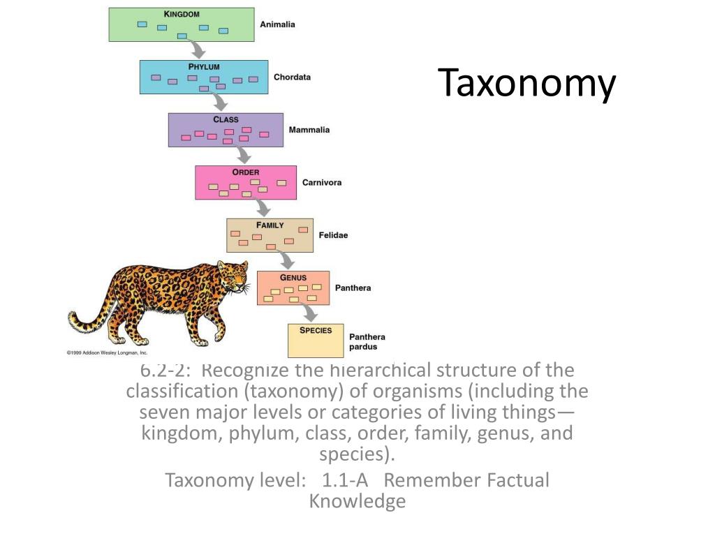 PPT - Taxonomy PowerPoint Presentation, free download - ID:2427874