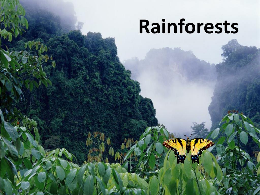 PPT - Rainforests PowerPoint Presentation, free download - ID:2429150