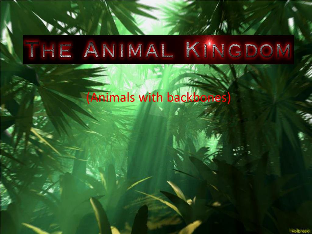 PPT - (Animals with backbones) PowerPoint Presentation, free download ...