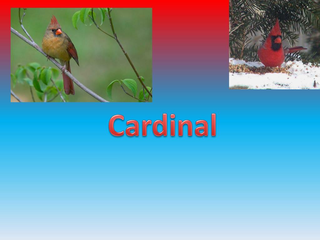 PPT - Cardinal PowerPoint Presentation, free download - ID:2430550