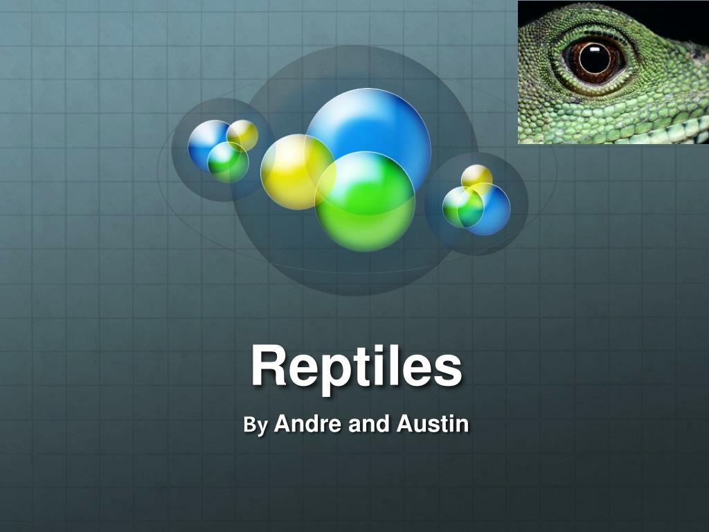 PPT - Reptiles PowerPoint Presentation, free download - ID:2430751