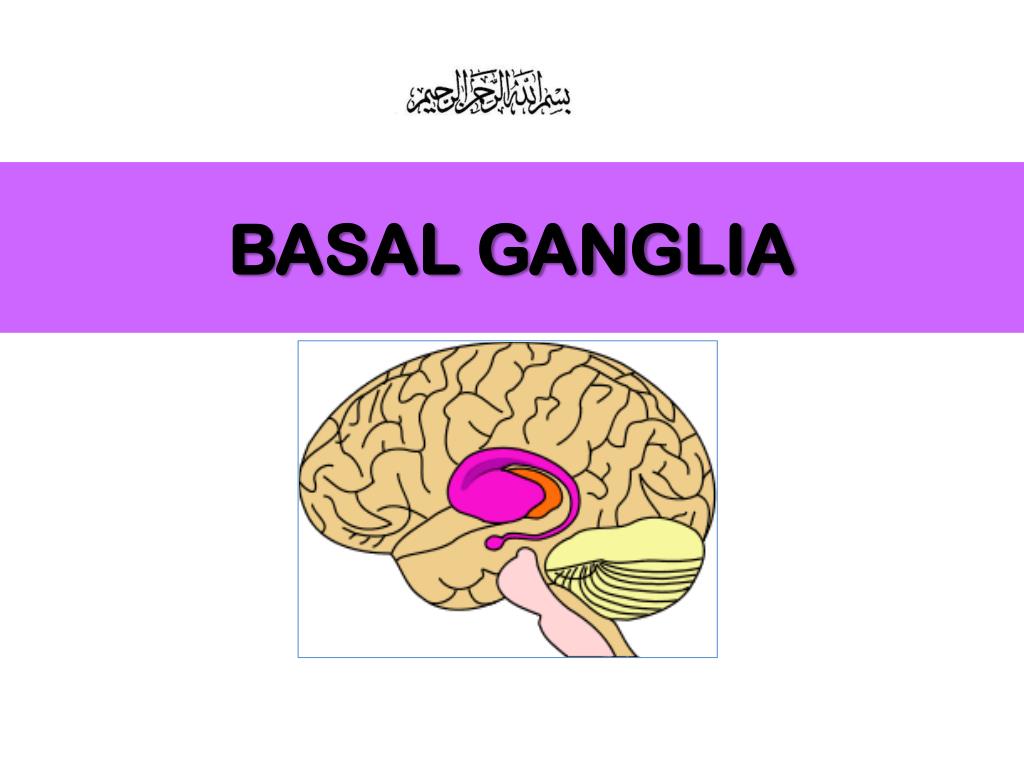 PPT - BASAL GANGLIA PowerPoint Presentation, free download - ID:2432087