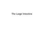 PPT - Large intestine PowerPoint Presentation, free download - ID:2286242