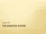 PPT - The Digestive system PowerPoint Presentation, free download - ID ...
