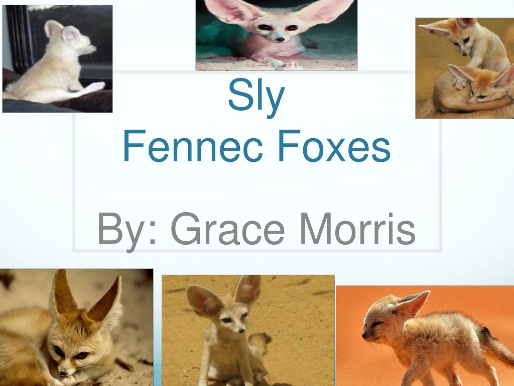 PPT - Sly Fennec Foxes PowerPoint Presentation, free download - ID:2432821
